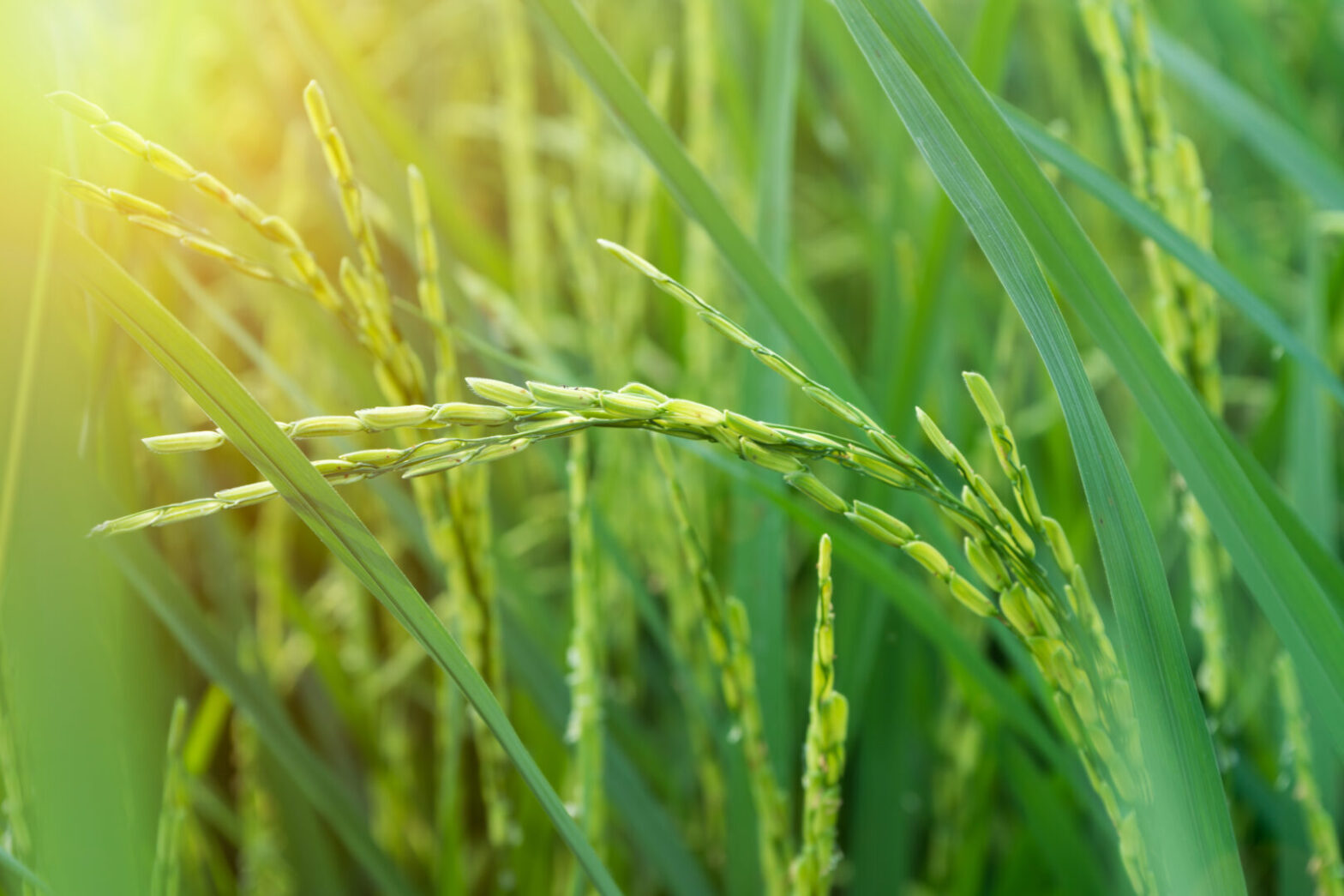 Recursos Para Aprender Más | Riviana Foods